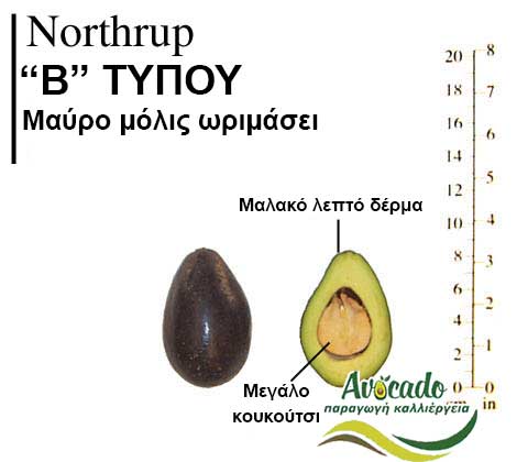 avocado tree nursery europe Avocado variety of Greece / Crete Northrup ...